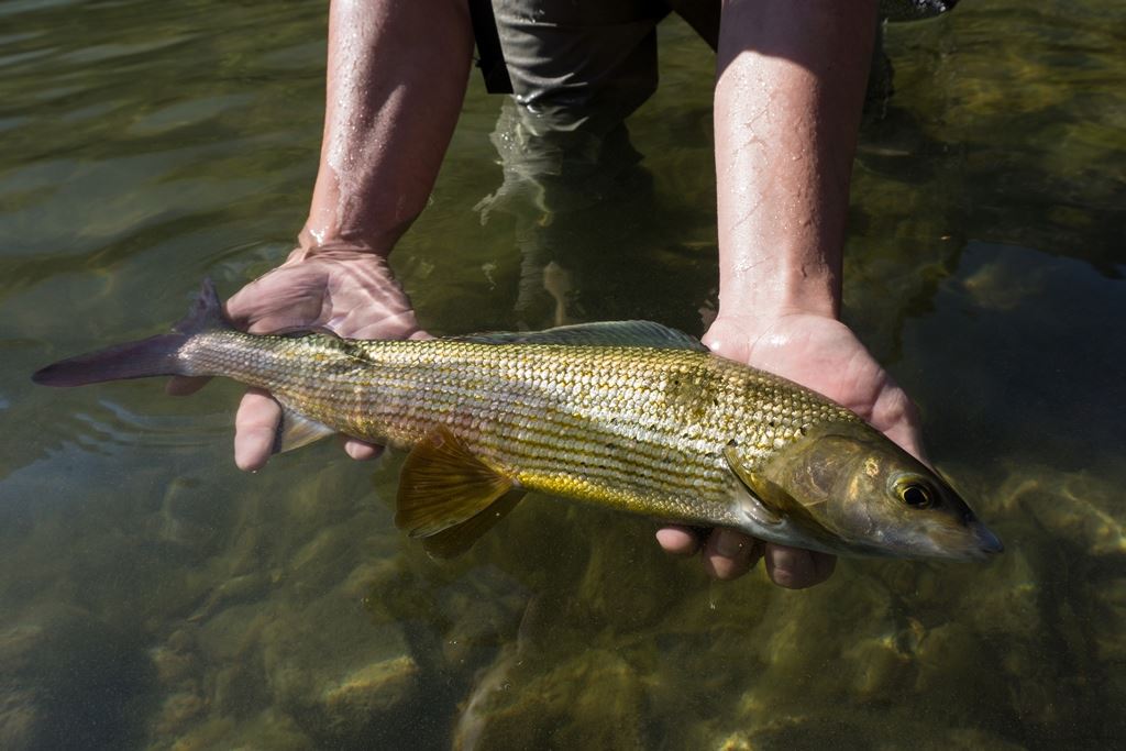 FUNFISH Fischereiartikel. Fliegenfischen Österreich - Hurch Event 2018
